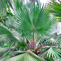Latania lontaroides - Monaco Nature Encyclopedia