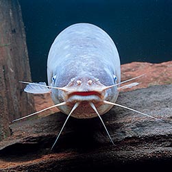 Malapterurus electricus - Monaco Nature Encyclopedia