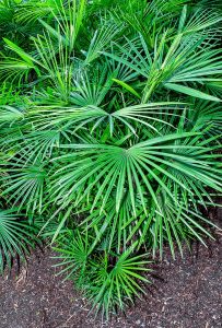 Rhapis multifida - Monaco Nature Encyclopedia