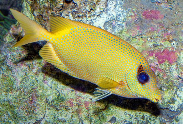 Siganus corallinus - Monaco Nature Encyclopedia