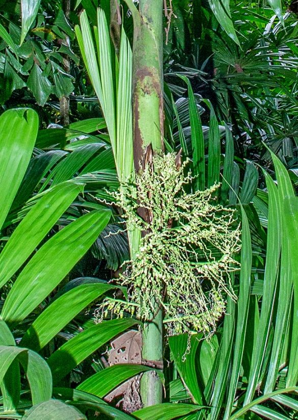 Areca triandra - Monaco Nature Encyclopedia
