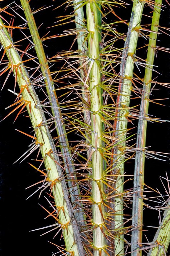 Salacca affinis - Monaco Nature Encyclopedia