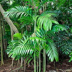 Areca triandra - Monaco Nature Encyclopedia