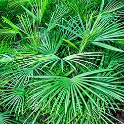 Rhapis multifida - Monaco Nature Encyclopedia