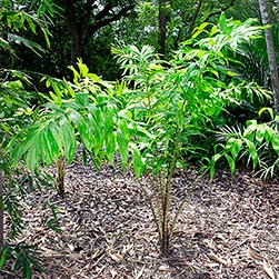 Salacca affinis - Monaco Nature Encyclopedia