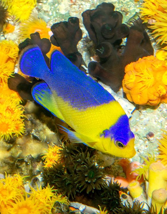 Centropyge venusta - Monaco Nature Encyclopedia