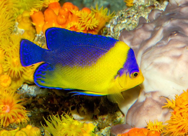 Centropyge venusta - Monaco Nature Encyclopedia