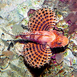 Dendrochirus brachypterus - Monaco Nature Encyclopedia