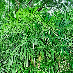 Licuala paludosa - Monaco Nature Encyclopedia