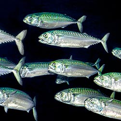 Scomber scombrus - Monaco Nature Encyclopedia