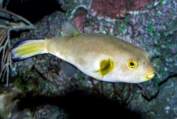 Arothron immaculatus - Monaco Nature Encyclopedia