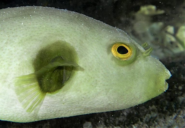 Arothron immaculatus - Monaco Nature Encyclopedia