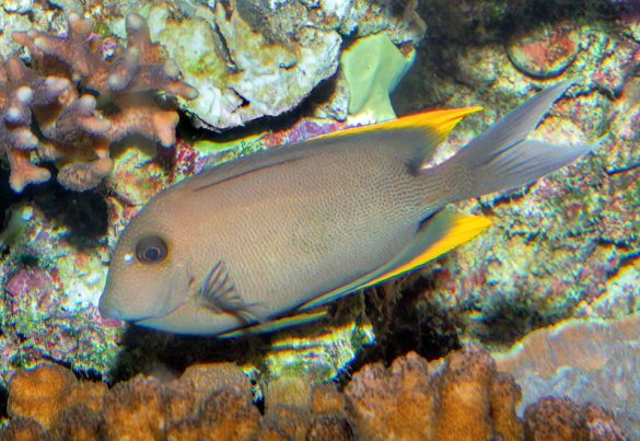 Ctenochaetus tominiensis - Monaco Nature Encyclopedia