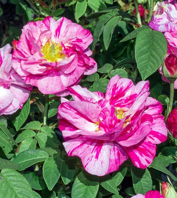 Rosa gallica var. versicolor - Monaco Nature Encyclopedia
