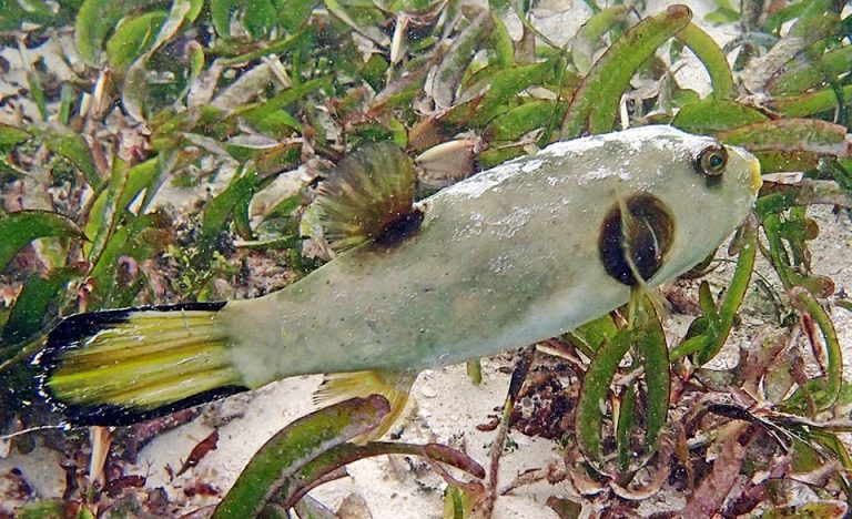 Arothron immaculatus - Monaco Nature Encyclopedia