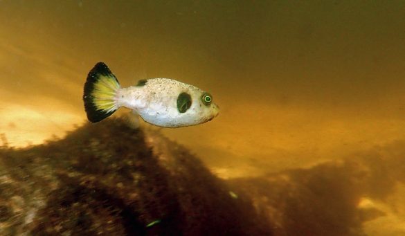 Arothron immaculatus - Monaco Nature Encyclopedia