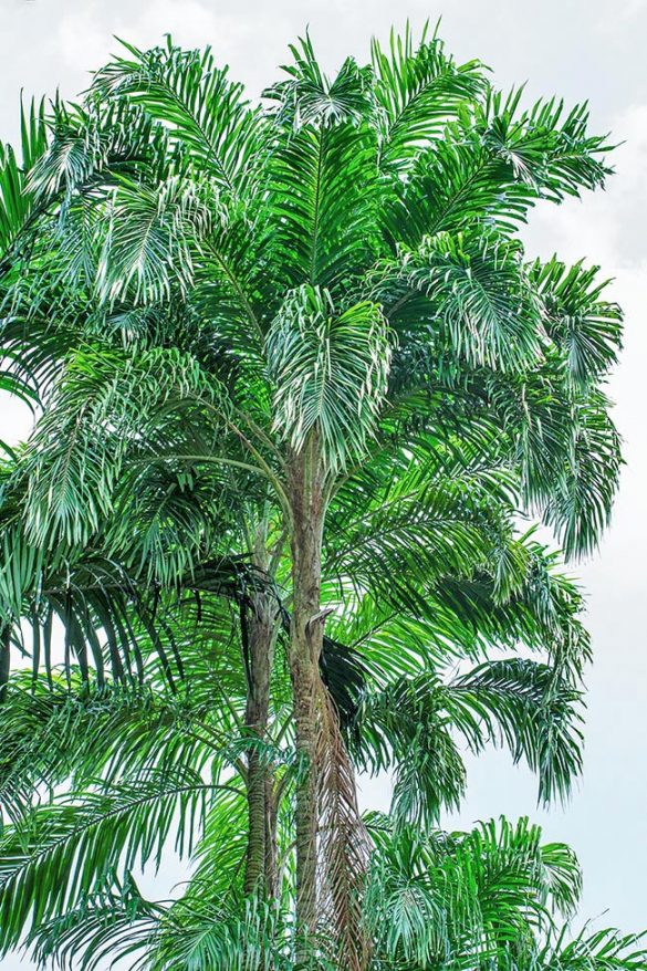 Bactris gasipaes - Monaco Nature Encyclopedia