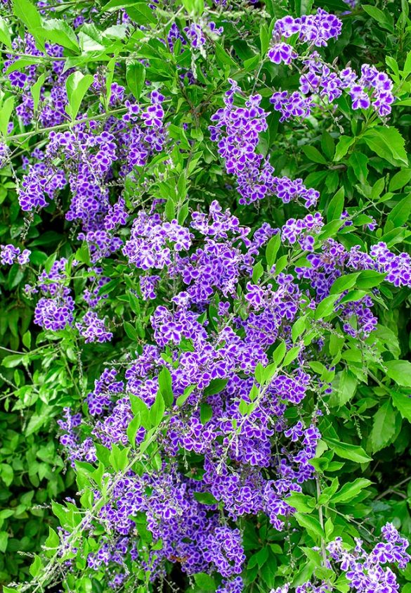 Duranta erecta - Monaco Nature Encyclopedia