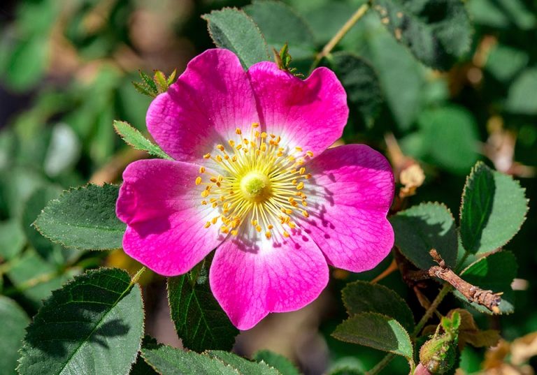 Rosa rubiginosa - Monaco Nature Encyclopedia
