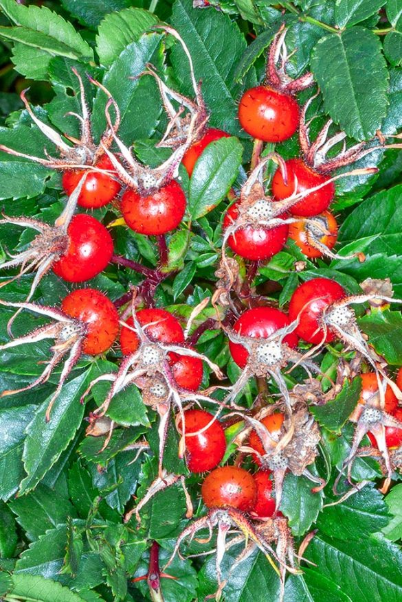 Rosa virginiana - Monaco Nature Encyclopedia