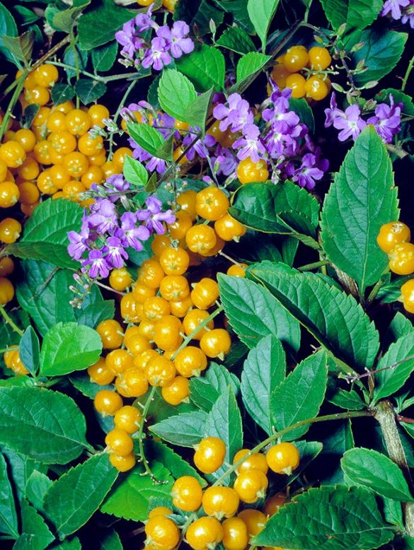 Duranta erecta - Monaco Nature Encyclopedia