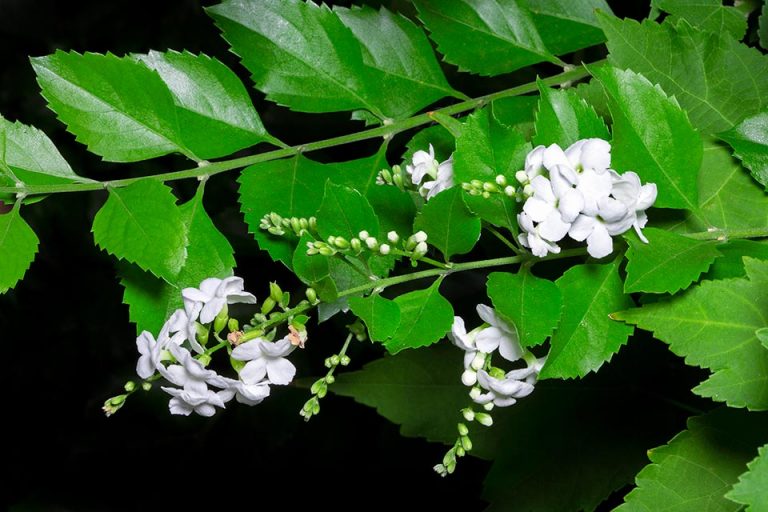 Duranta erecta - Monaco Nature Encyclopedia