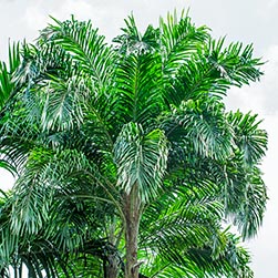 Arecaceae Archivi - Monaco Nature Encyclopedia