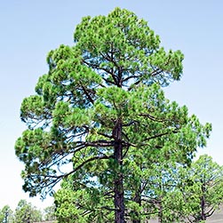 Pinus canariensis - Monaco Nature Encyclopedia