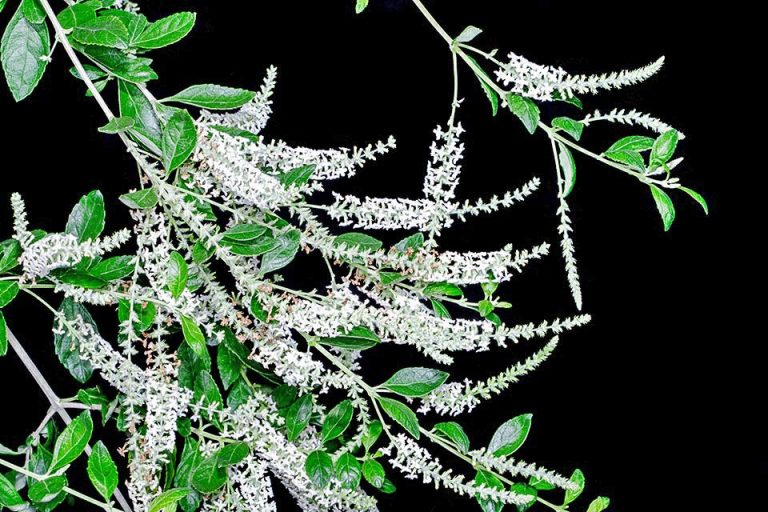 Aloysia gratissima - Monaco Nature Encyclopedia