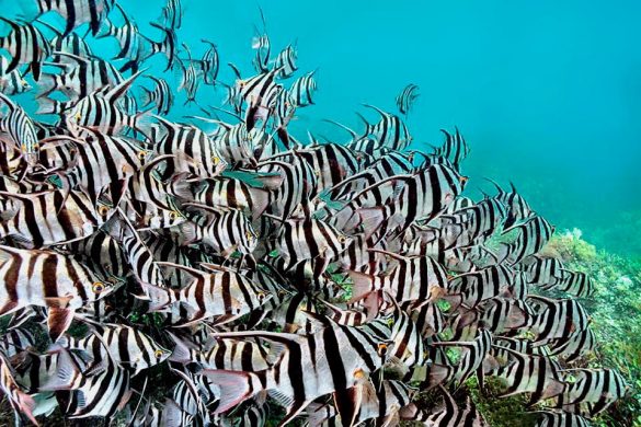Enoplosus armatus - Monaco Nature Encyclopedia