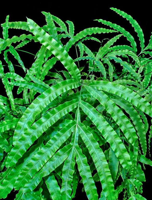 Pteris cretica - Monaco Nature Encyclopedia