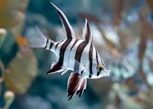 Enoplosus armatus - Monaco Nature Encyclopedia