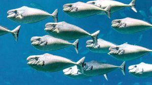 Naso tonganus - Monaco Nature Encyclopedia