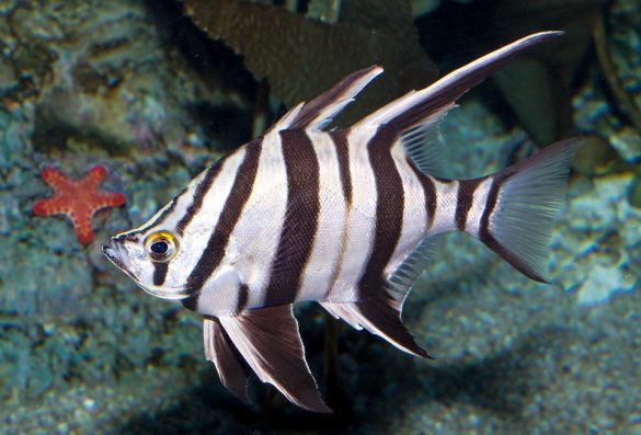 Enoplosus armatus - Monaco Nature Encyclopedia