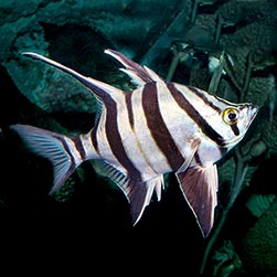 Enoplosus armatus - Monaco Nature Encyclopedia