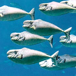 Naso tonganus - Monaco Nature Encyclopedia