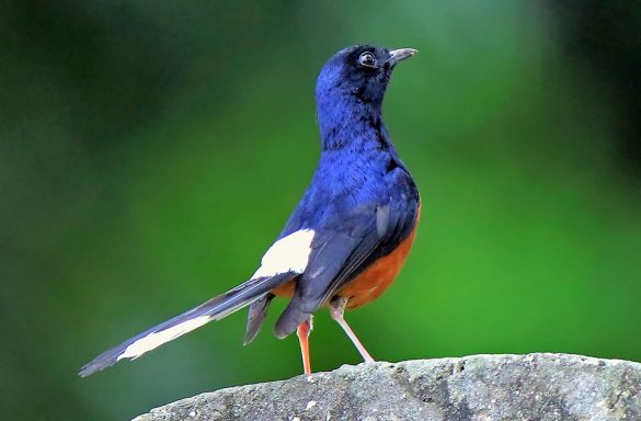 Copsychus malabaricus - Monaco Nature Encyclopedia