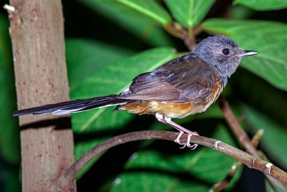 Copsychus malabaricus - Monaco Nature Encyclopedia