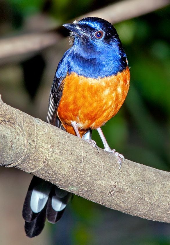 Copsychus malabaricus - Monaco Nature Encyclopedia