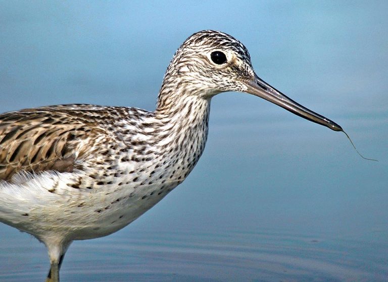 Tringa nebularia - Monaco Nature Encyclopedia