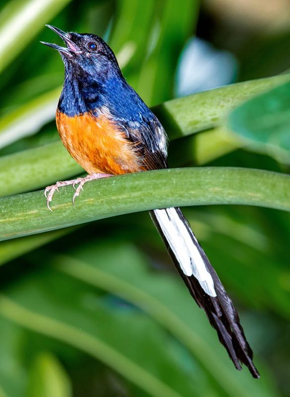 Copsychus malabaricus - Monaco Nature Encyclopedia