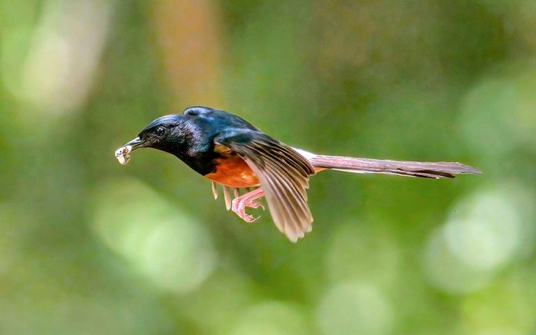 Copsychus malabaricus - Monaco Nature Encyclopedia