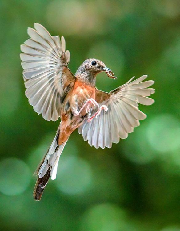 Copsychus malabaricus - Monaco Nature Encyclopedia