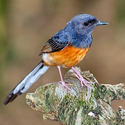 Copsychus malabaricus - Monaco Nature Encyclopedia