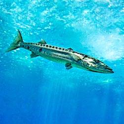 Sphyraena barracuda - Monaco Nature Encyclopedia