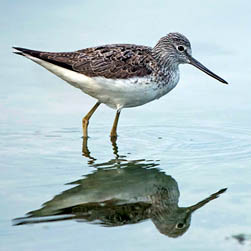 Tringa nebularia - Monaco Nature Encyclopedia