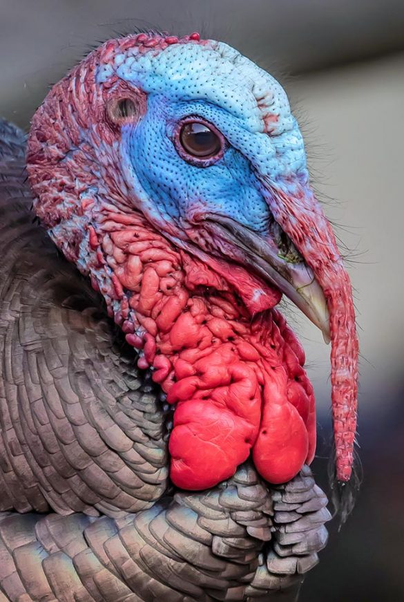 Meleagris gallopavo - Monaco Nature Encyclopedia