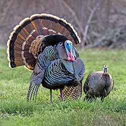 Meleagris gallopavo - Monaco Nature Encyclopedia