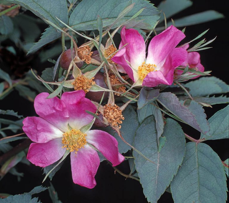 Rosa glauca - Monaco Nature Encyclopedia