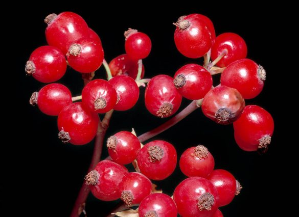 Rosa glauca - Monaco Nature Encyclopedia